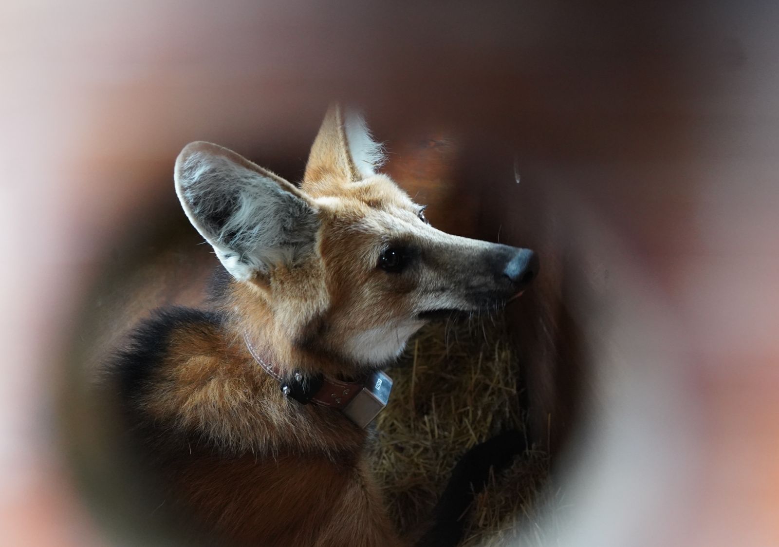 Recuperan un collar de monitoreo de un aguará guazú atropellado en ...